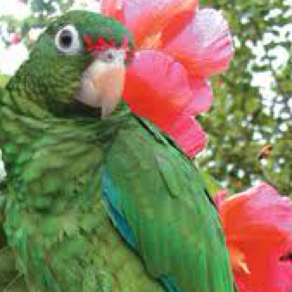 Cotorra Puertorriqueña | Project Noah