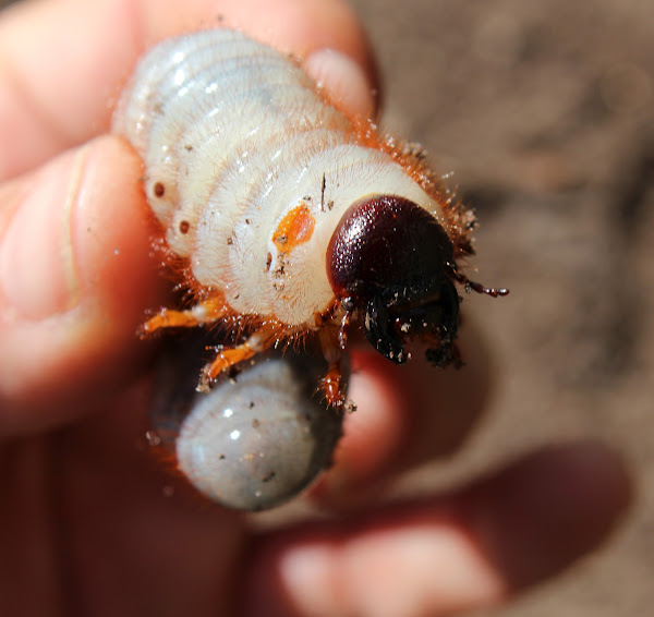 Rhinoceros Beetle Larvae | Project Noah