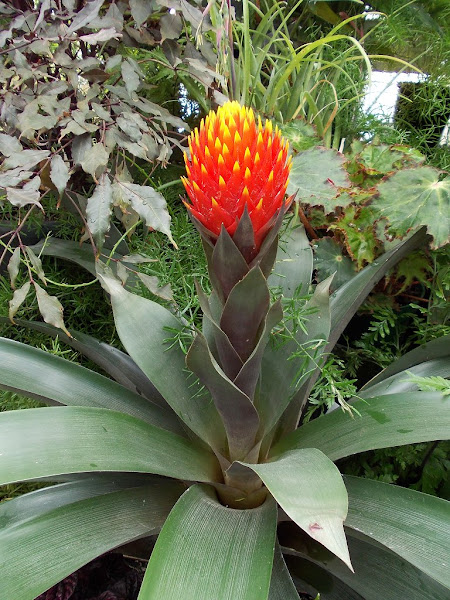 Guzmania bromeliad | Project Noah