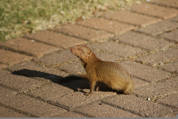 Slender Mongoose | Project Noah