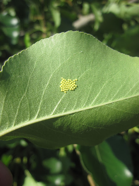 Insect Eggs | Project Noah