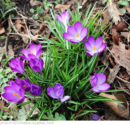 The Best Sites For Learning About The Spring Season | Larry Ferlazzo's ...