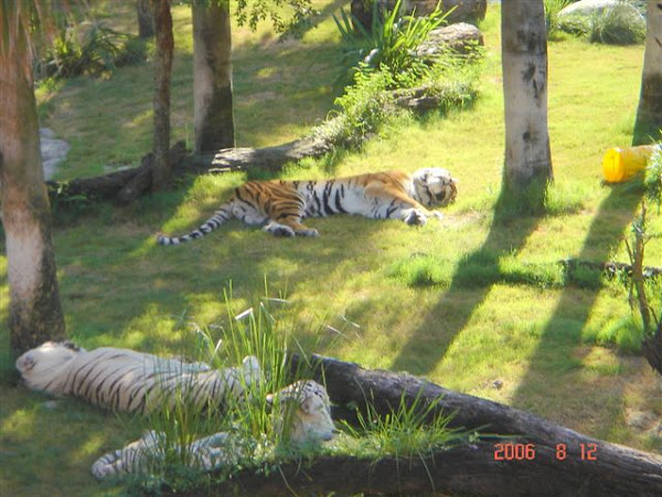 Bengal Tiger | Project Noah