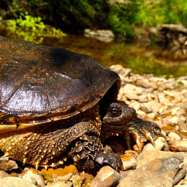 Common Snapping Turtle | Project Noah