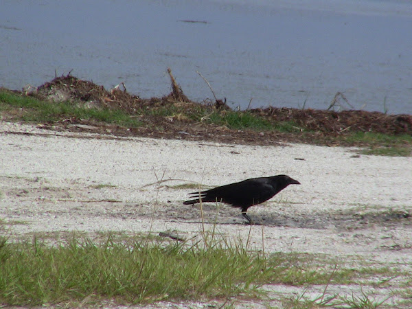 Fish Crow | Project Noah