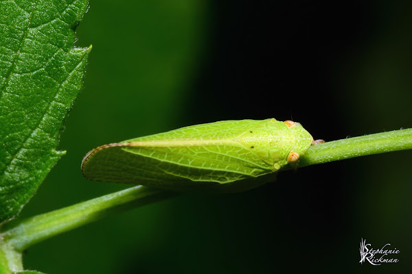 Plant Hopper | Project Noah