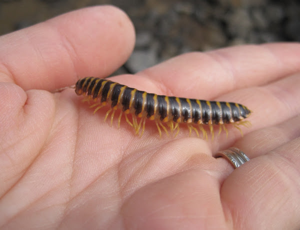 Flat-backed Millipede | Project Noah