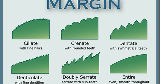 TuttyFrUiTyMixture blogspot Types Of Margins Of Leaves With Diagrams tuttyfruitymixture-blogspot-types-of-margins-of-leaves-with-diagrams