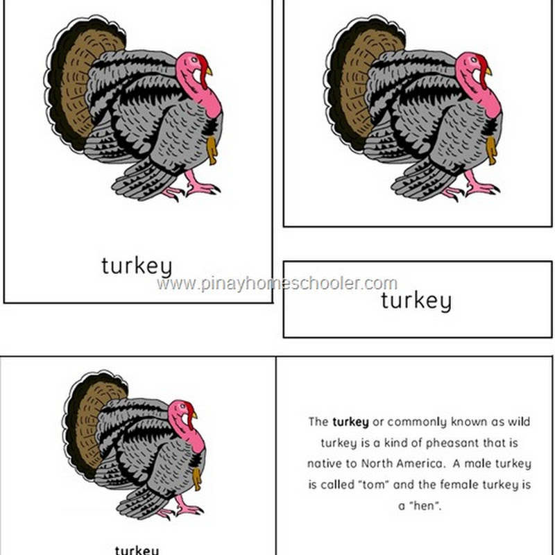 Turkey Nomenclature Card and Definition Booklet | The Pinay Homeschooler