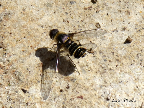 Bee fly | Project Noah