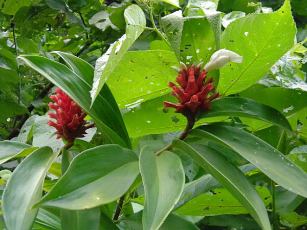 crepe ginger, Malay ginger, spiral ginger | Project Noah