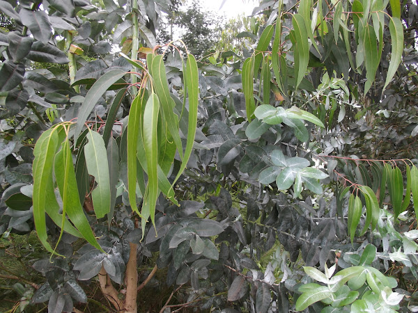 Eucalyptus | Project Noah