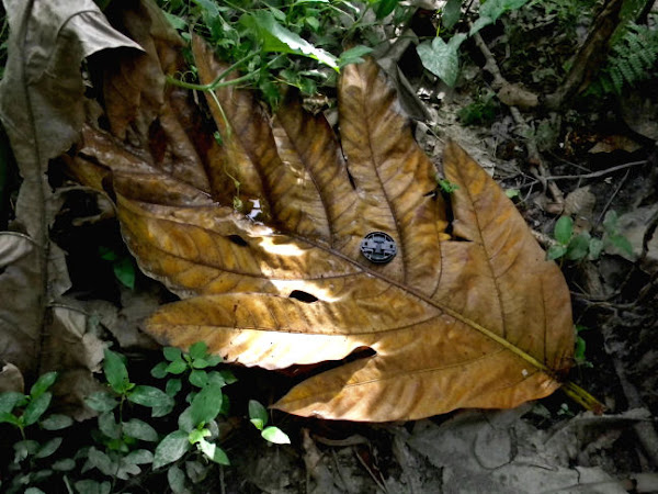 breadfruit | Project Noah