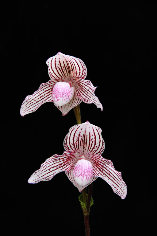 Paph Woluwense | Slippertalk Orchid Forum