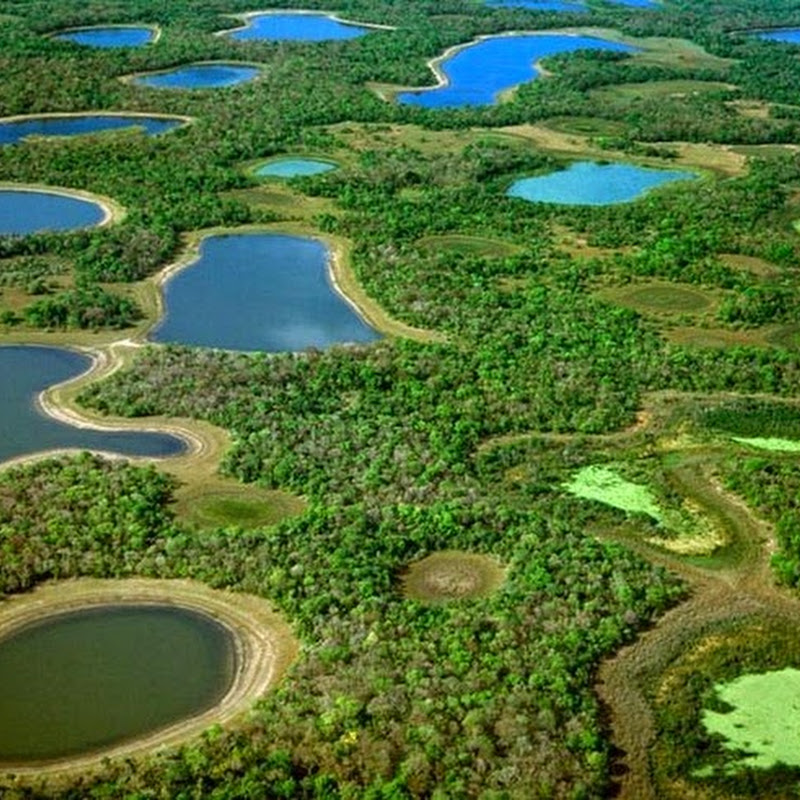Pantanal The World s Largest Freshwater Wetland Amusing Planet pantanal-the-world-s-largest-freshwater-wetland-amusing-planet