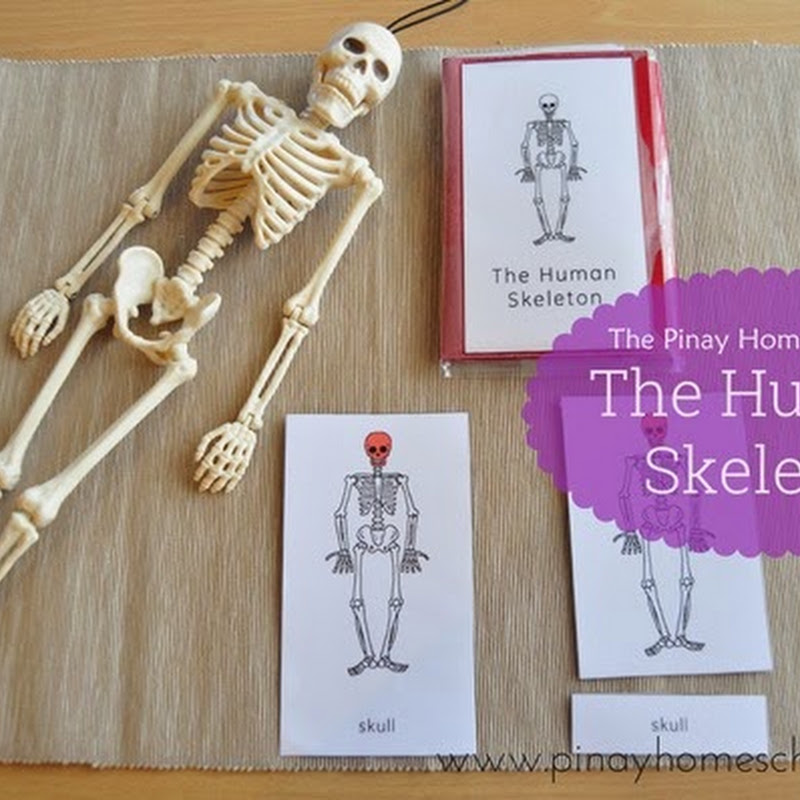 Human Body Unit: The Skeletal System | The Pinay Homeschooler
