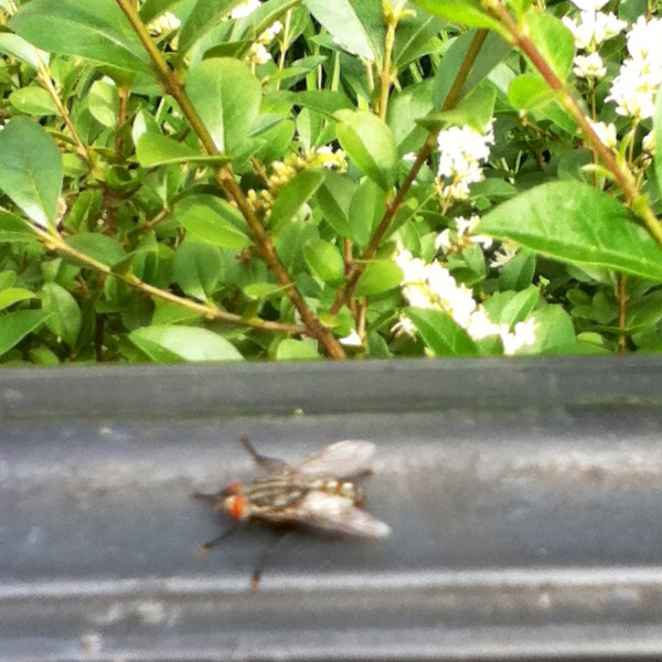 Housefly | Project Noah