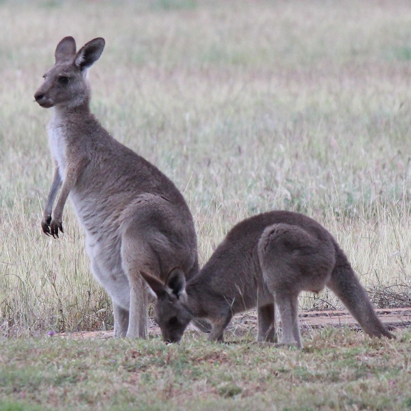Eastern Grey Kangaroos | Project Noah
