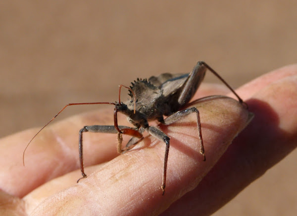 Wheel bug | Project Noah