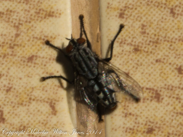 Flesh Fly | Project Noah
