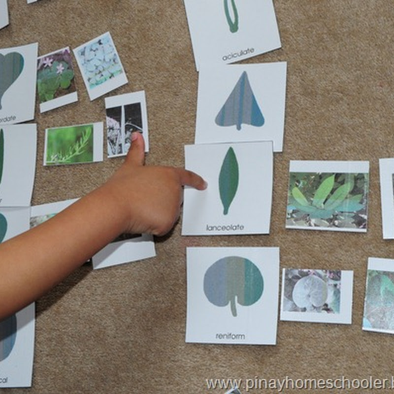 Sorting leaves and leaf BINGO game | The Pinay Homeschooler