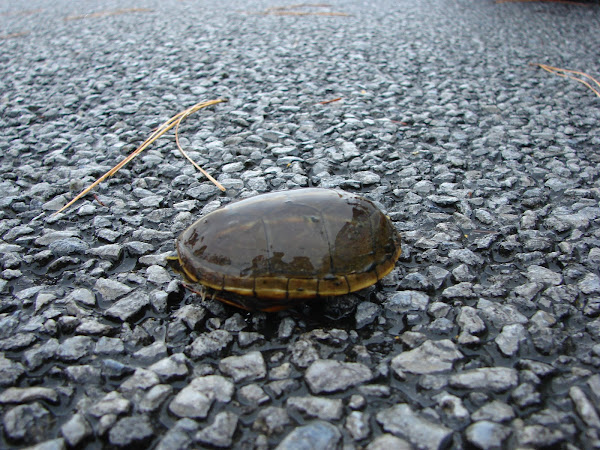 Striped Mud Turtle | Project Noah