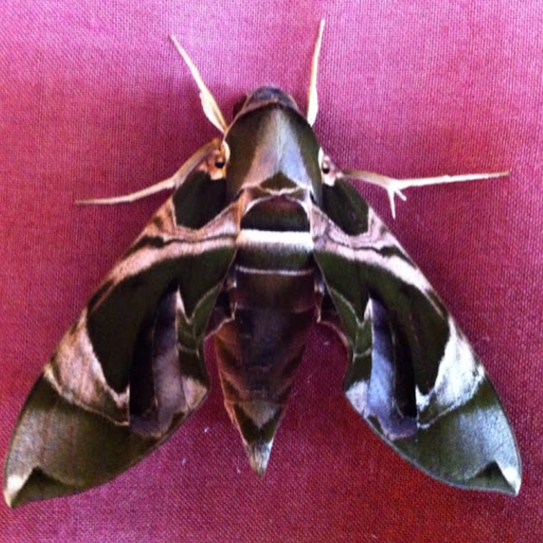 Oleander Hawk Moth | Project Noah