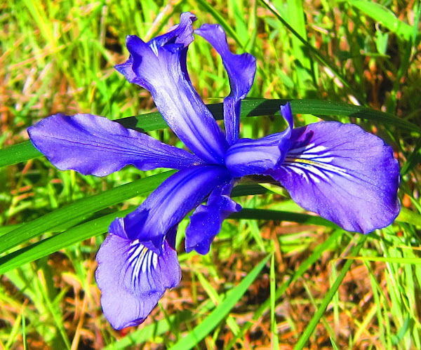 Douglas irises | Project Noah