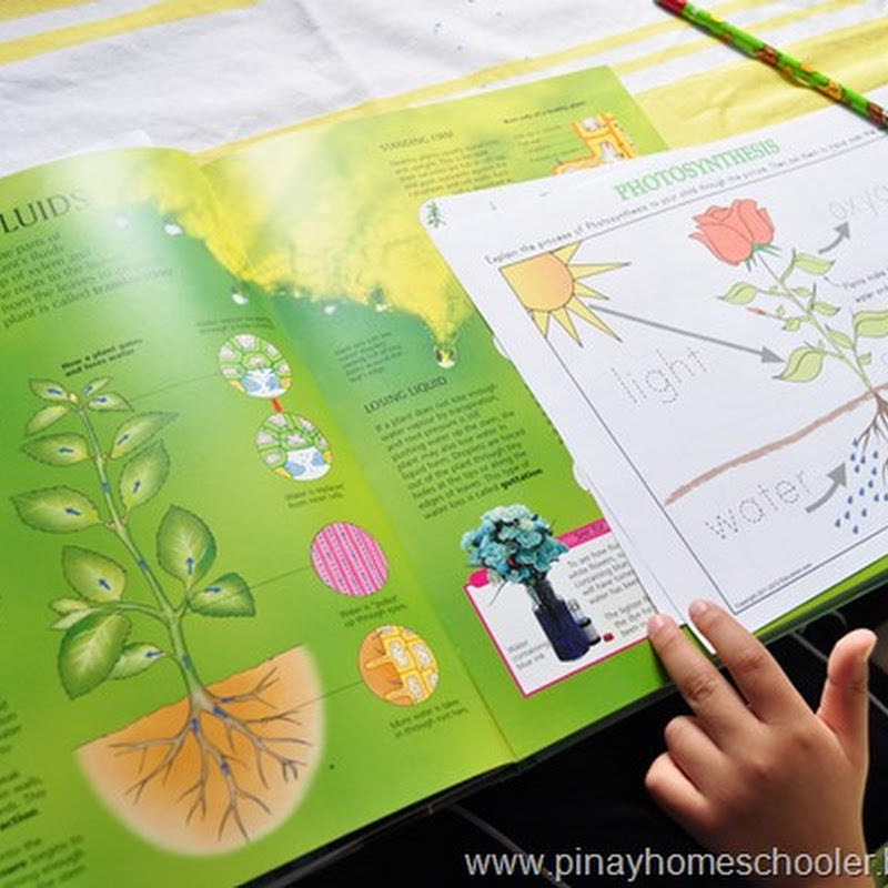 Botany Unit: Plant Life Cycle and Photosynthesis | The Pinay Homeschooler