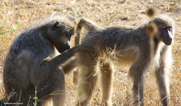 Olive baboon | Project Noah