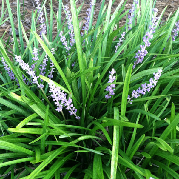 Monkey grass big blue | Project Noah