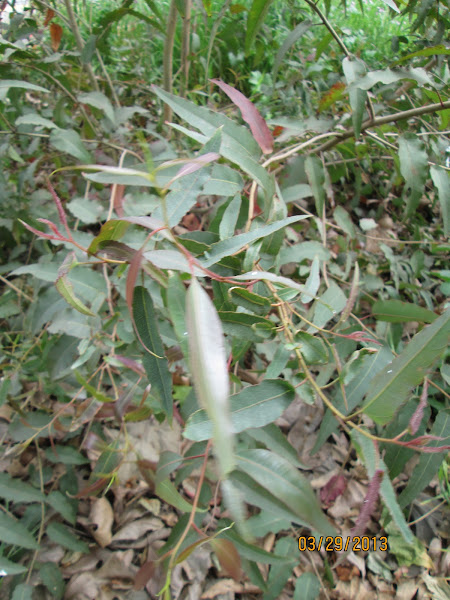 Lemon Scented Eucalyptus | Project Noah
