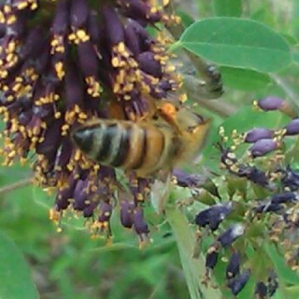 Honey bee | Project Noah