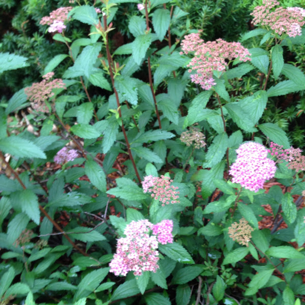 Japanese spirea | Project Noah