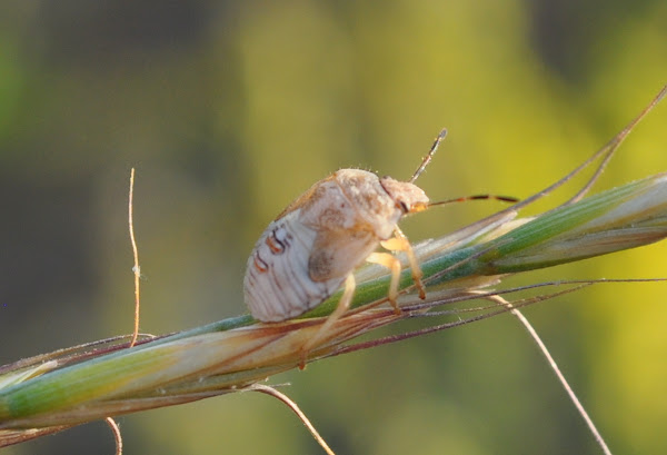 Red shouldered stink bug nymph | Project Noah