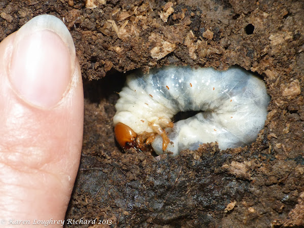 Stag beetle larva | Project Noah