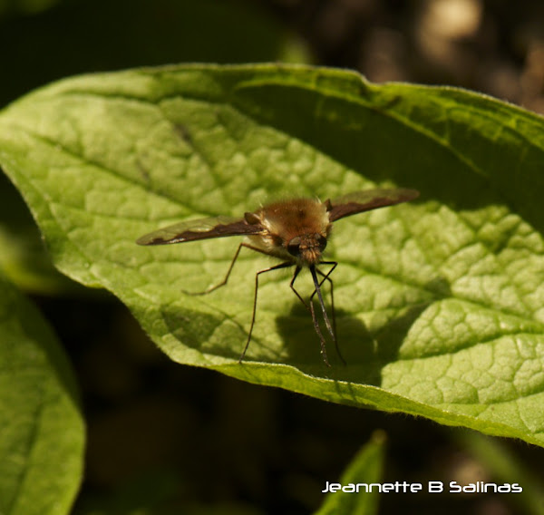 Large bee fly | Project Noah