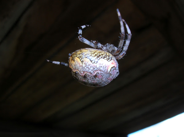 Marbled orbweaver | Project Noah