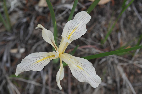 Douglas Iris | Project Noah