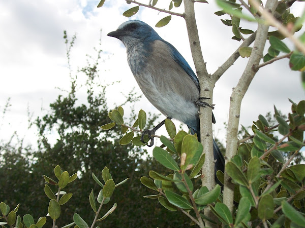 Florida Scrub Jay | Project Noah