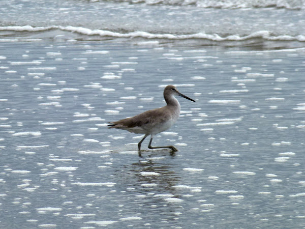 Willet | Project Noah