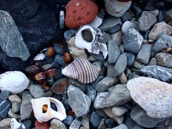 Pustular triton shell | Project Noah