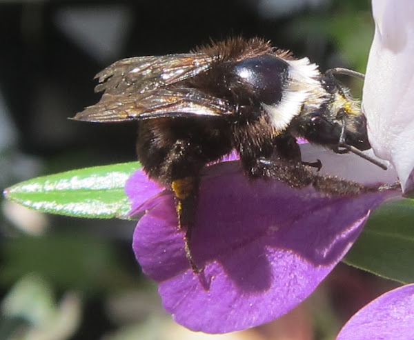 Bumble Bee | Project Noah