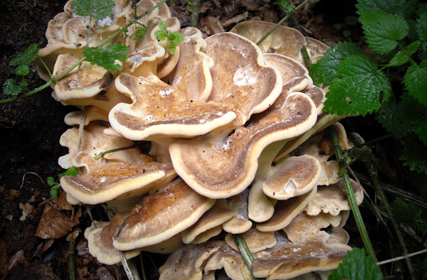 Giant Polypore | Project Noah