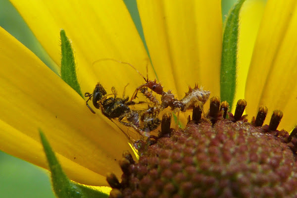 Spiny assassin bug | Project Noah