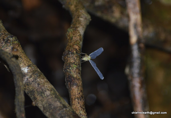 Derbid Planthopper | Project Noah