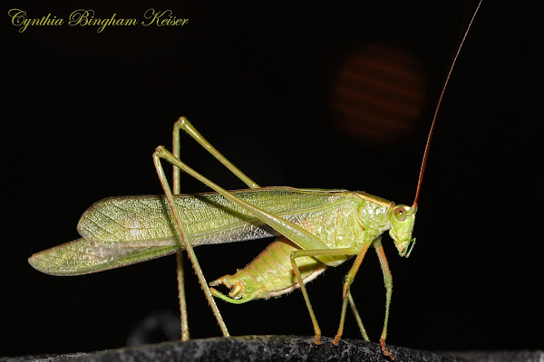 Mexican Bush Katydid | Project Noah