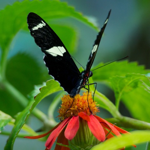 Sara Longwing | Project Noah