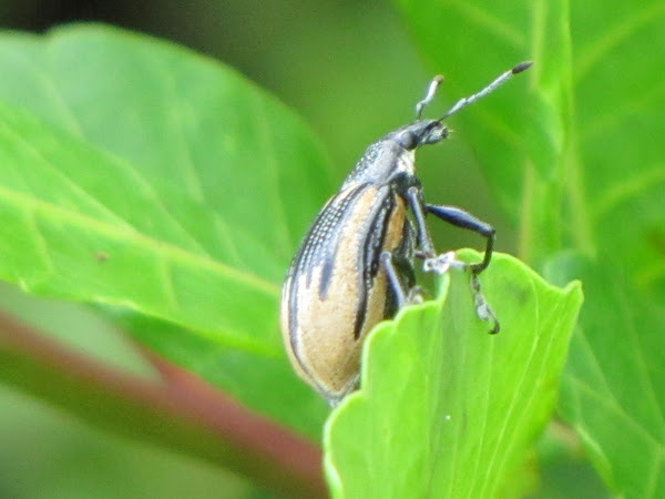 Root weevil | Project Noah