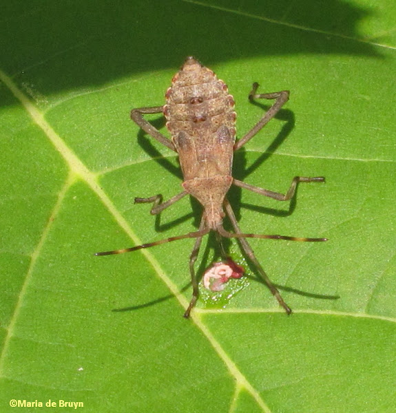 Leaf-footed bug nymph | Project Noah